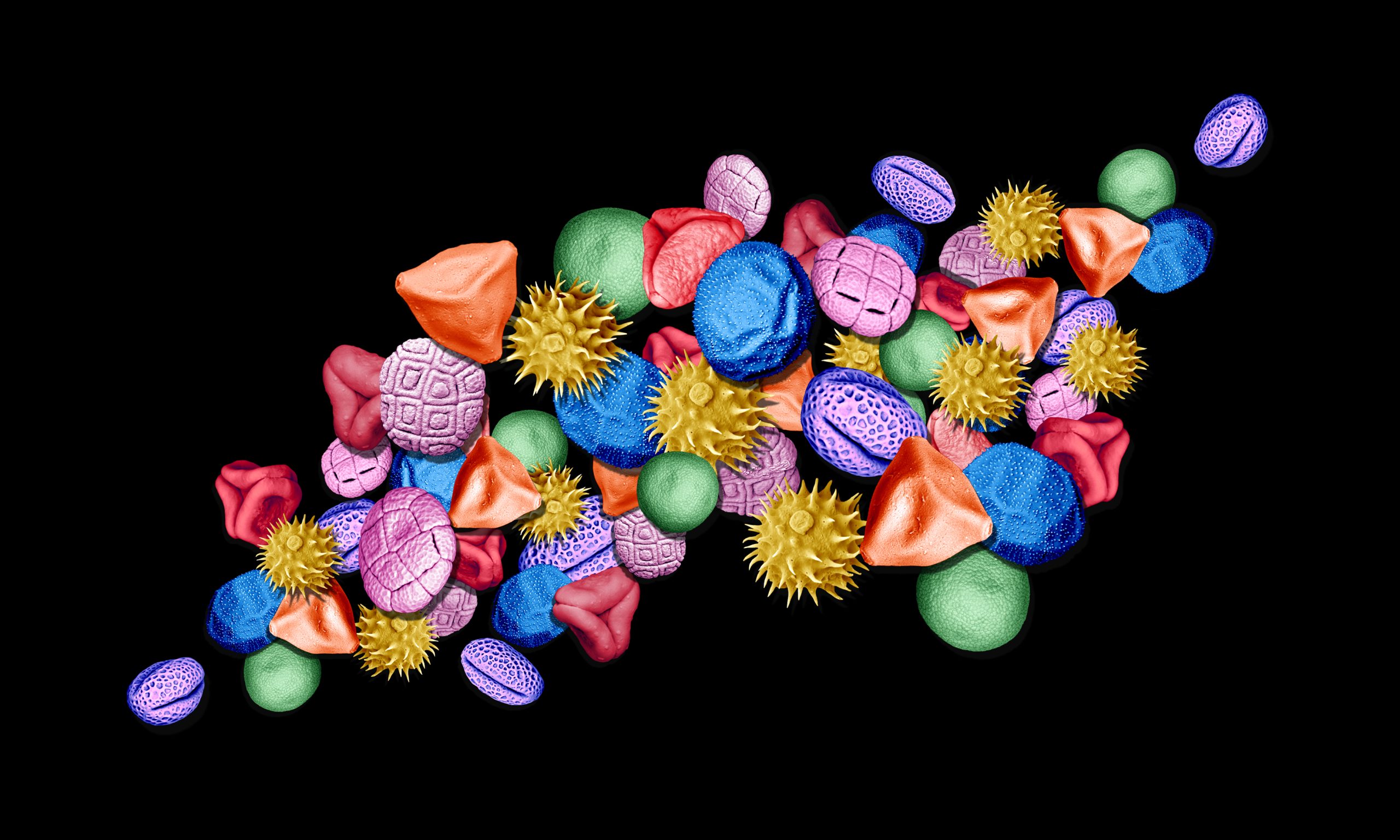 A Pollen Odyssey - World Science Festival Brisbane